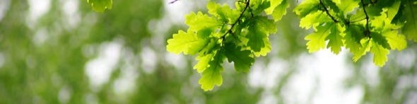 Bronwyn Fasulkey - Arbor Division Business Developer - Oakridge ... Bronwyn Fasulkey - Arbor Division Business Developer - Oakridge ...