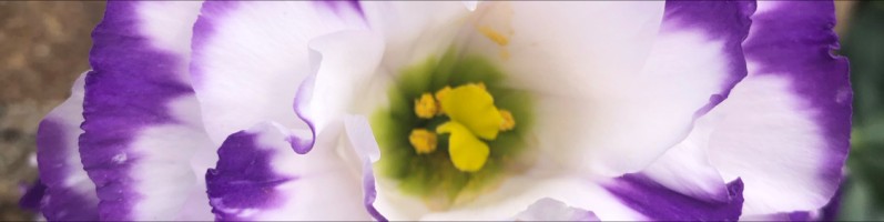 Krista S. Kezman - Photographer / Owner - Krista Starr Photography ... Krista S. Kezman - Photographer / Owner - Krista Starr Photography ...