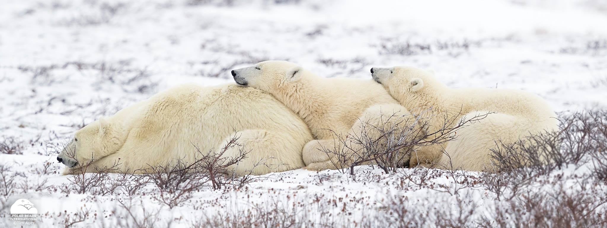 Polar Bears International | LinkedIn Polar Bears International | LinkedIn