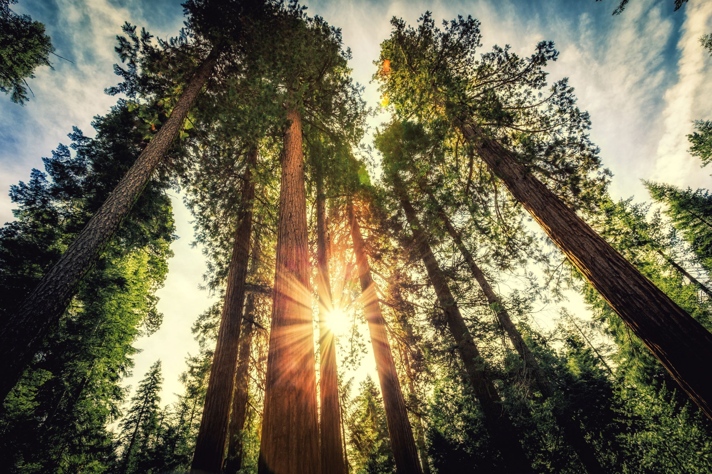 🚨 Application Reminder! | DaVita's Redwoods Leadership Development Program 🚨 Application Reminder! | DaVita's Redwoods Leadership Development Program