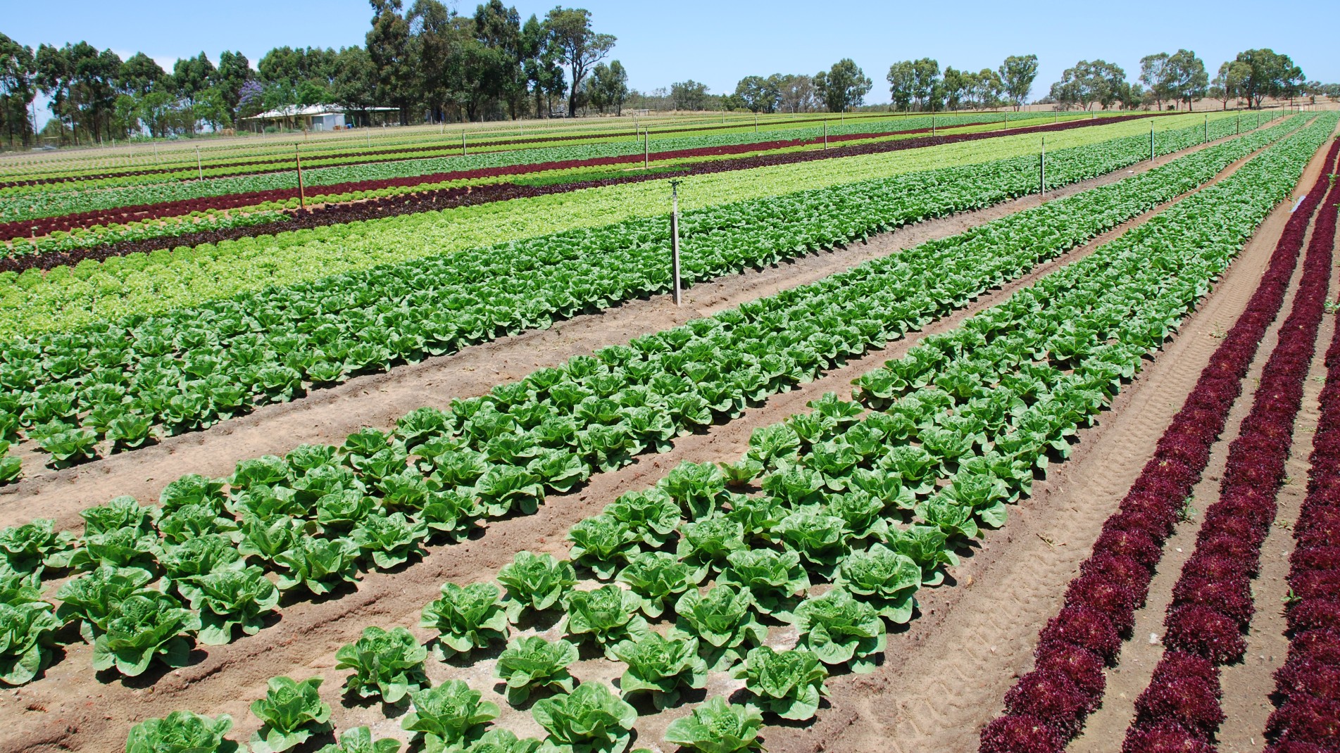Australian Farming Company Pty Ltd | LinkedIn Australian Farming Company Pty Ltd | LinkedIn