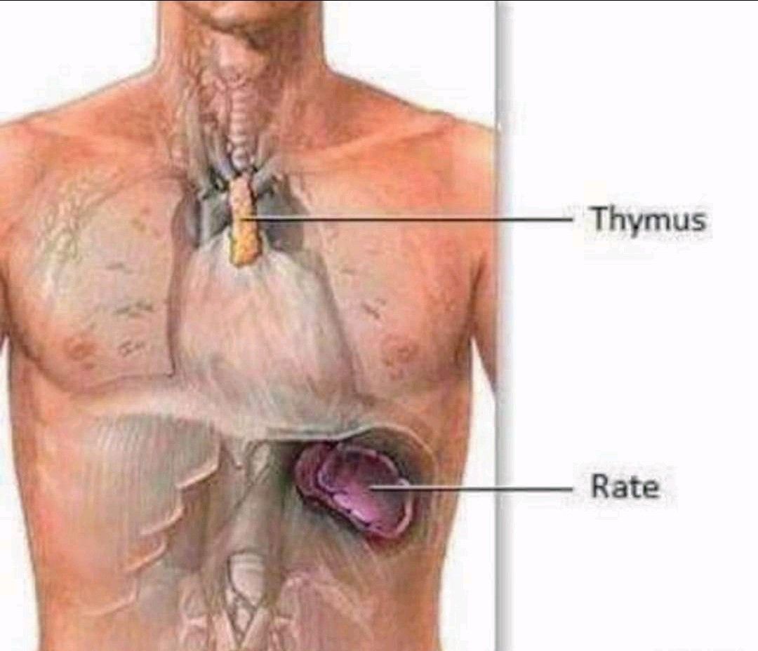Tamara Hall on LinkedIn: TOUCH THE THYMUS RELEASE THE NEGATIVE Message ... Tamara Hall on LinkedIn: TOUCH THE THYMUS RELEASE THE NEGATIVE Message ...