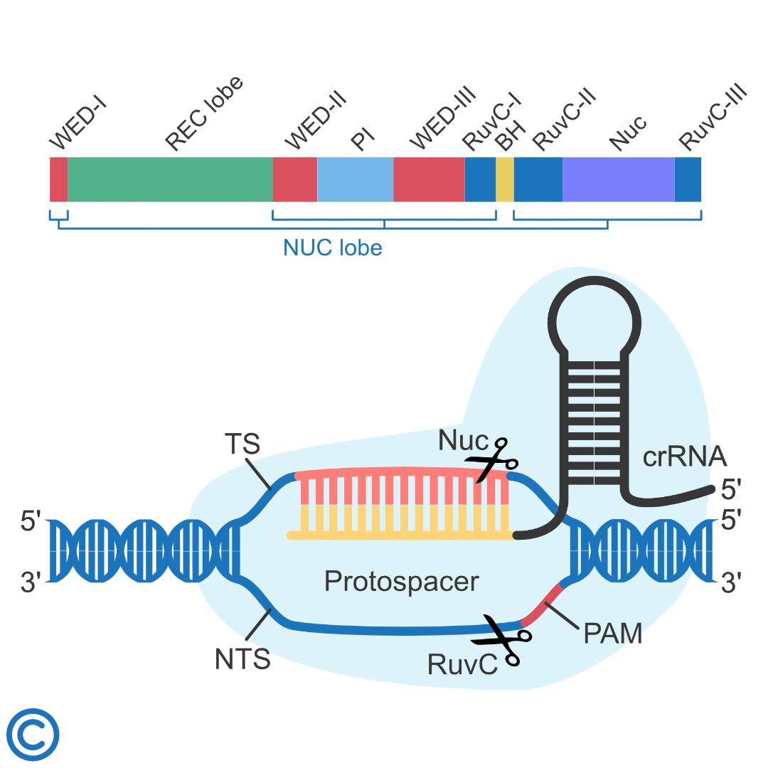 CRISPR BIOTECH ENGINEERING on LinkedIn: Cpf1, also known as Cas12a, is ... CRISPR BIOTECH ENGINEERING on LinkedIn: Cpf1, also known as Cas12a, is ...