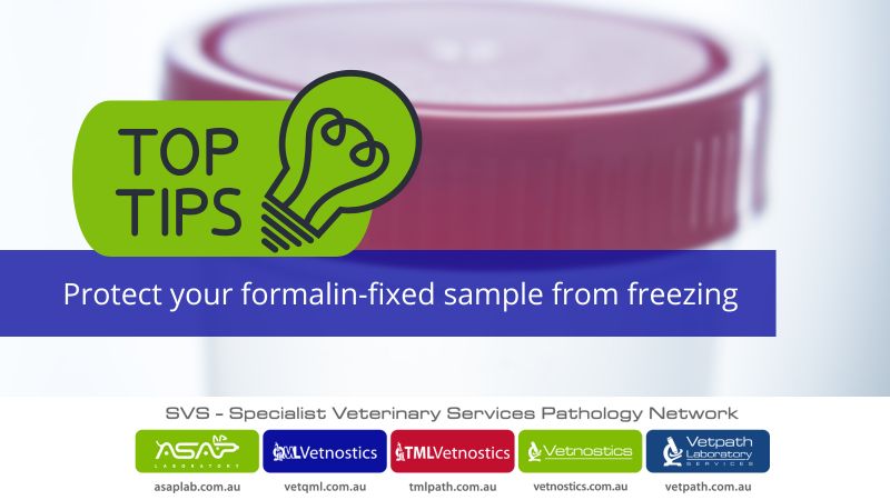 QML Vetnostics on LinkedIn: It's important to protect formalin-fixed ... QML Vetnostics on LinkedIn: It's important to protect formalin-fixed ...