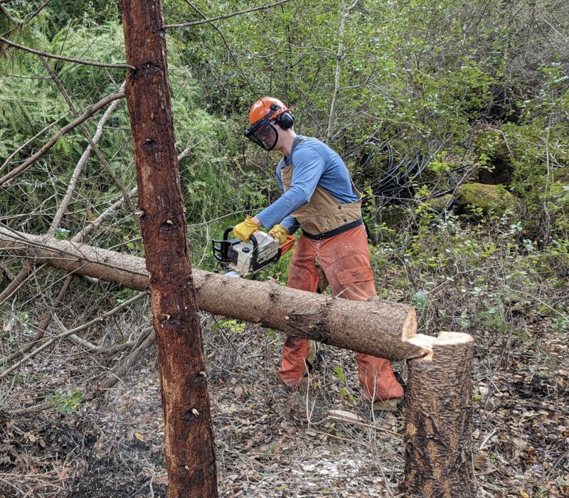 Matthew Fogarty on LinkedIn: #saws #forestmanagement Matthew Fogarty on LinkedIn: #saws #forestmanagement