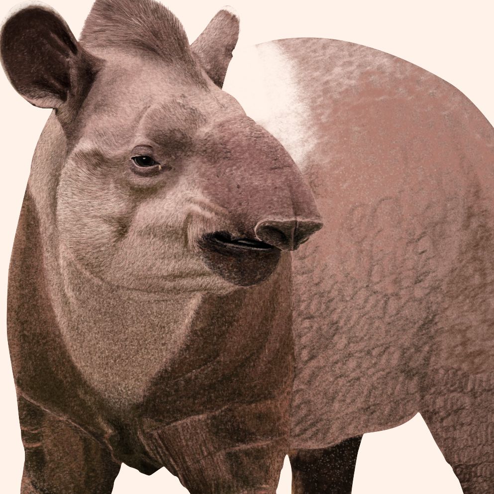 Ricardo Nuñez on LinkedIn: Lowland Tapir, WIP Ricardo Nuñez on LinkedIn: Lowland Tapir, WIP