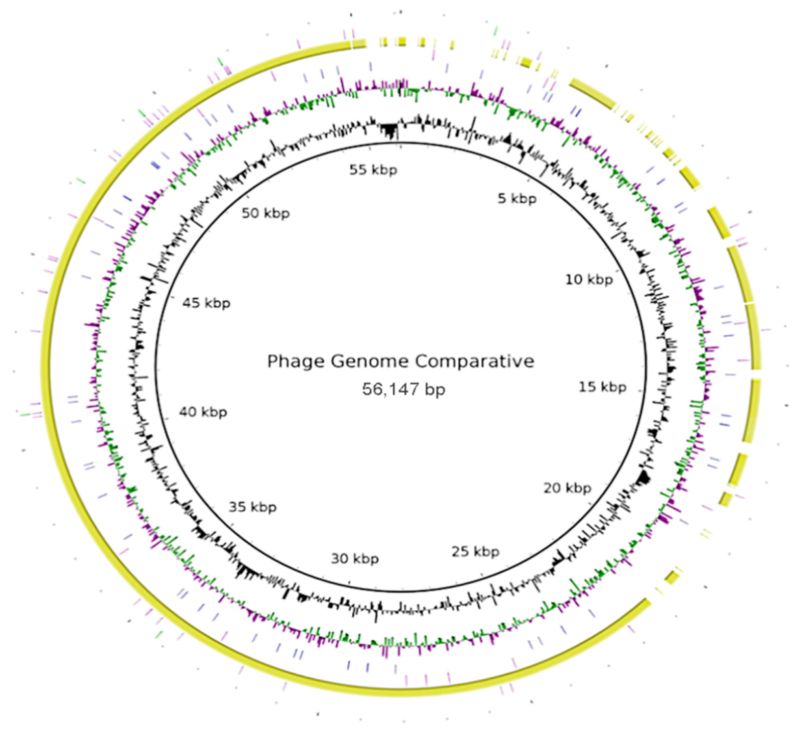 Encyclopedia MDPI on LinkedIn: 📰 Phage Therapy for Crops 🔍 Phage ... Encyclopedia MDPI on LinkedIn: 📰 Phage Therapy for Crops 🔍 Phage ...