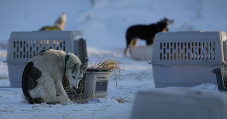 Alaska: Here's 6 Ways YOU Can Help End the Iditarod | PETA | Sukura Begum Alaska: Here's 6 Ways YOU Can Help End the Iditarod | PETA | Sukura Begum