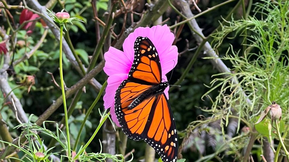 Debbie Ireland on LinkedIn: #dwcnz #transformation #digitalworkplace # ... Debbie Ireland on LinkedIn: #dwcnz #transformation #digitalworkplace # ...