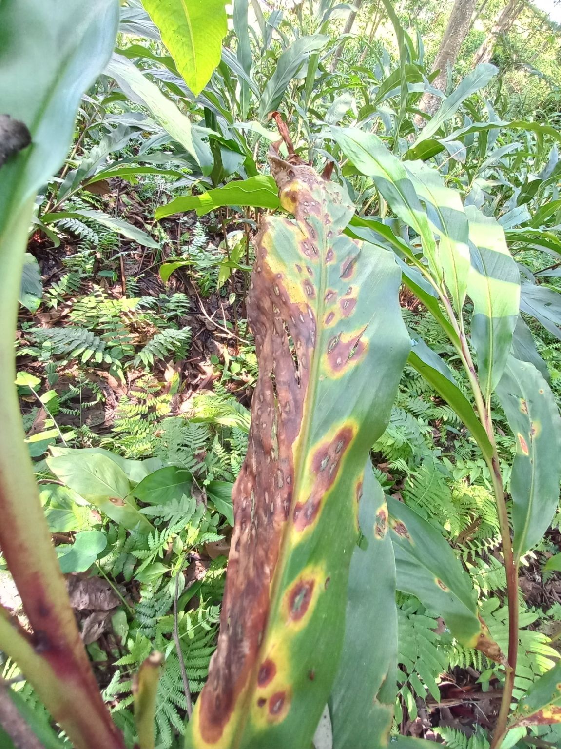 Bikas Basnet on LinkedIn: #leaf #colletotrichum #fungal Bikas Basnet on LinkedIn: #leaf #colletotrichum #fungal
