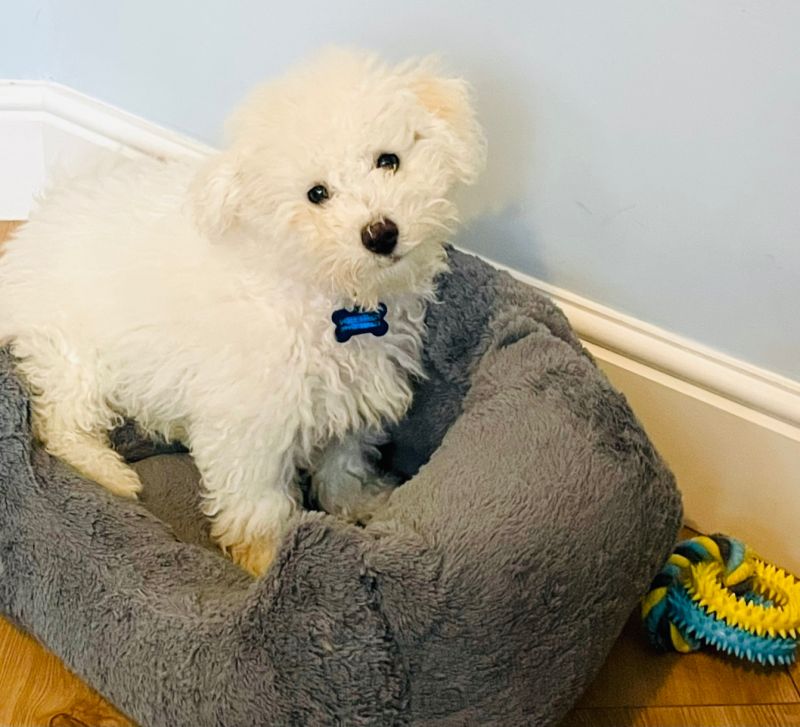 Gurmaan Digwa (BA Hons, ACMI, ITIL v4) on LinkedIn: #gigapets Gurmaan Digwa (BA Hons, ACMI, ITIL v4) on LinkedIn: #gigapets