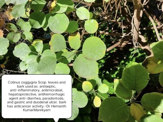 Prof.Dr.Hemanthkumar Manikyam on LinkedIn: #medicine #phytochemicals # ... Prof.Dr.Hemanthkumar Manikyam on LinkedIn: #medicine #phytochemicals # ...