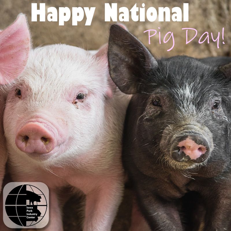 Iowa Pork Industry Center on LinkedIn: Happy National Pig Day! Did you ... Iowa Pork Industry Center on LinkedIn: Happy National Pig Day! Did you ...