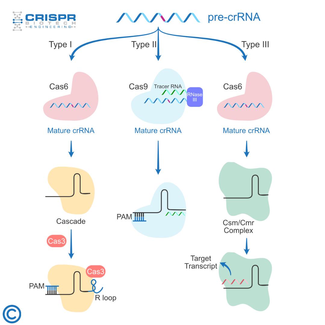 CRISPR BIOTECH ENGINEERING on LinkedIn: CRISPR-Cas system provides ... CRISPR BIOTECH ENGINEERING on LinkedIn: CRISPR-Cas system provides ...