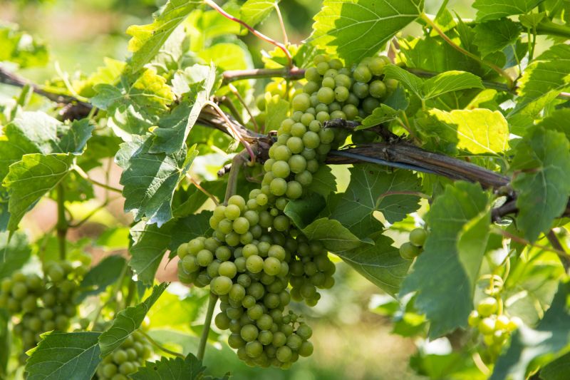 Russell Climie on LinkedIn: #fennvalleyvineyards Russell Climie on LinkedIn: #fennvalleyvineyards