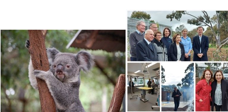 Dr. Teresa De Fazio OAM (MAICD) on LinkedIn: #koala #werribeezoo #koala ... Dr. Teresa De Fazio OAM (MAICD) on LinkedIn: #koala #werribeezoo #koala ...