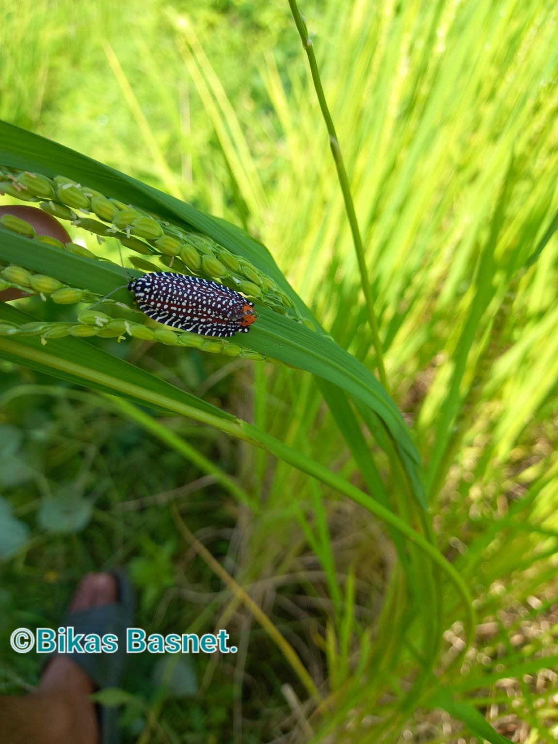 Bikas Basnet on LinkedIn: #identify #rice #rice #rice Bikas Basnet on LinkedIn: #identify #rice #rice #rice