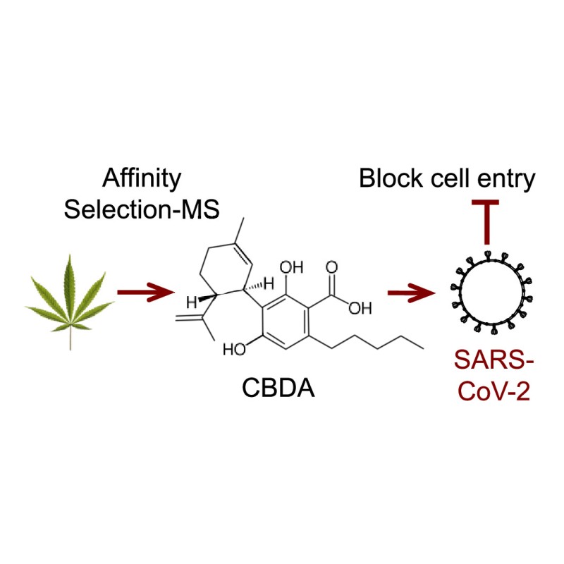 P kumar on LinkedIn: Cannabinoids Block Cellular Entry of SARS-CoV-2 ... P kumar on LinkedIn: Cannabinoids Block Cellular Entry of SARS-CoV-2 ...