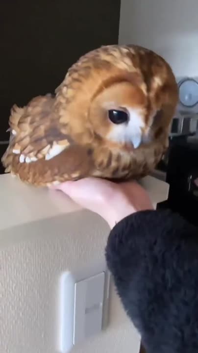 Muhammad Ramzan on LinkedIn: An animal's eyes have the power to speak a ... Muhammad Ramzan on LinkedIn: An animal's eyes have the power to speak a ...