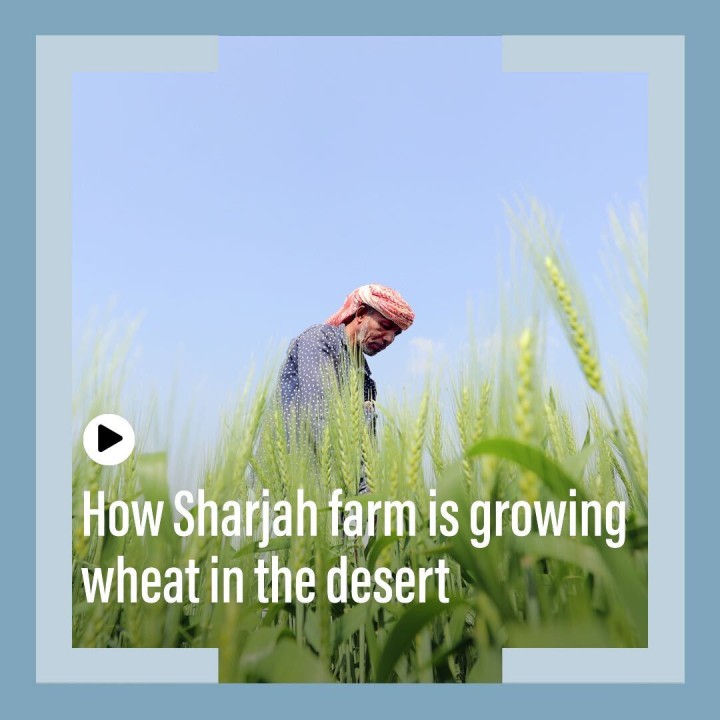 Kiran B.R. on LinkedIn: Wheat farm in Sharjah prepares to welcome first ... Kiran B.R. on LinkedIn: Wheat farm in Sharjah prepares to welcome first ...