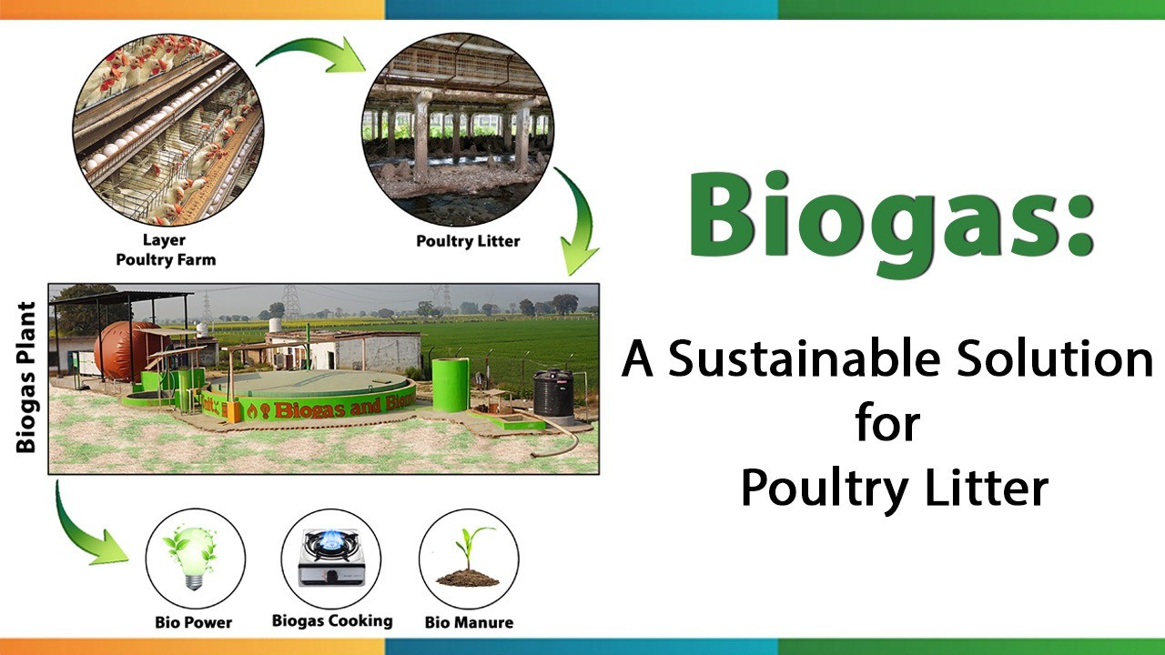 Anil Singh Tomar on LinkedIn: #sustainable #poultrylitter #energy # ... Anil Singh Tomar on LinkedIn: #sustainable #poultrylitter #energy # ...