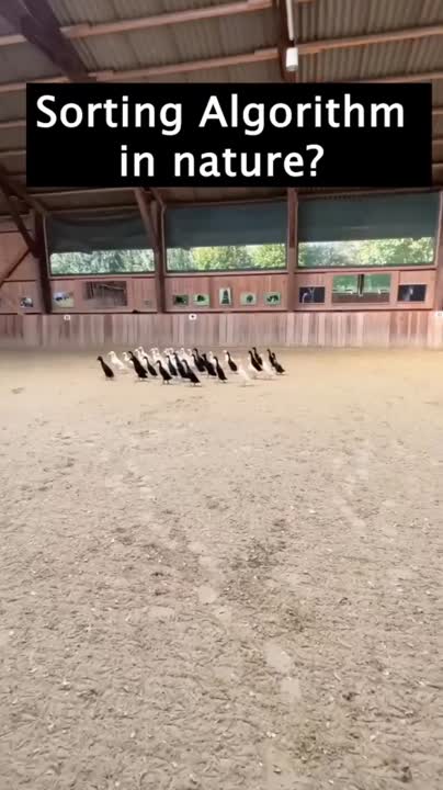 Tauseef Fayyaz on LinkedIn: #sorting #algorithms #dsa #software #coding ... Tauseef Fayyaz on LinkedIn: #sorting #algorithms #dsa #software #coding ...