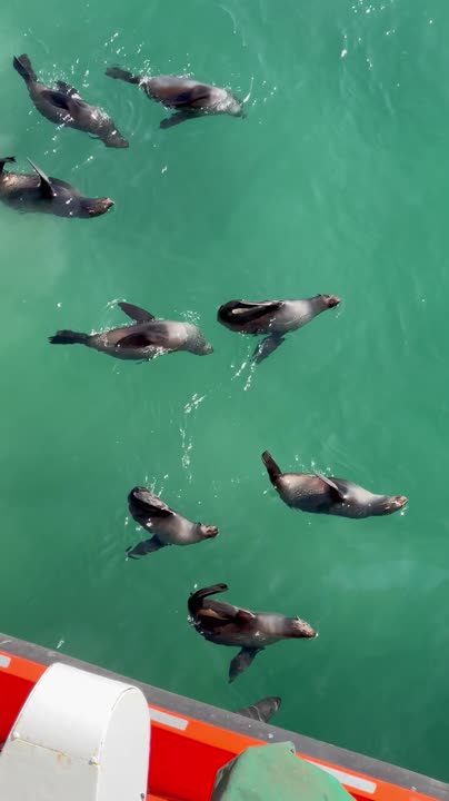 Johanna Iyaloo Kafe on LinkedIn: Spring time offshore Namibia. Very ... Johanna Iyaloo Kafe on LinkedIn: Spring time offshore Namibia. Very ...