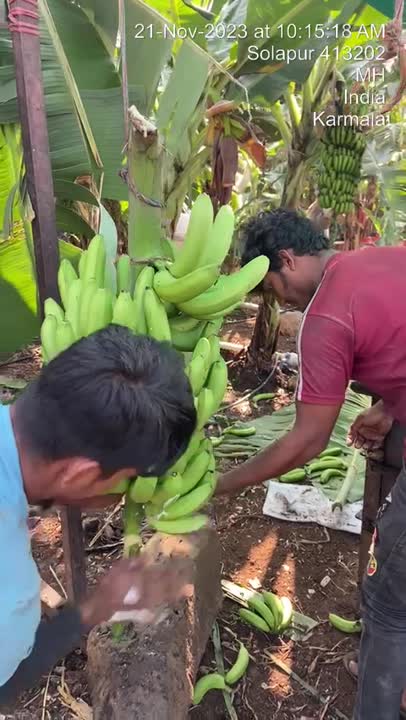 Ajay Rajput on LinkedIn: Export Harvesting Ajay Rajput on LinkedIn: Export Harvesting
