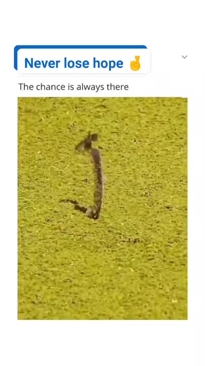 Md Taufique Azam on LinkedIn: Never lose hope 🍀 Md Taufique Azam on LinkedIn: Never lose hope 🍀