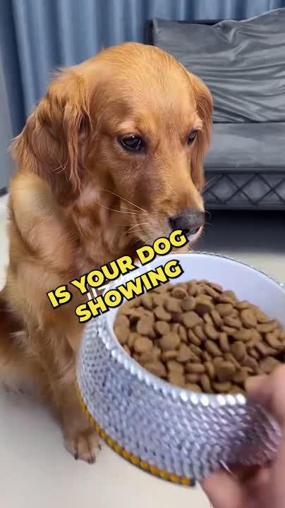Stay Loyal on LinkedIn: Help! My Dog Isn't Eating Stay Loyal on LinkedIn: Help! My Dog Isn't Eating