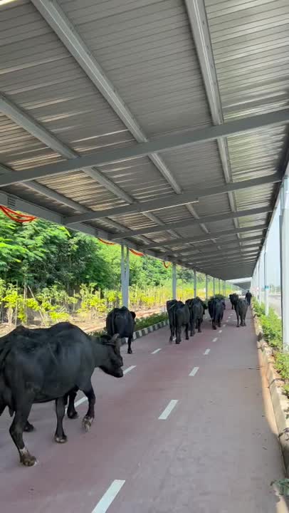 Rohit Kulkarni on LinkedIn: #buffalobikegang #cycletracksurprise # ... Rohit Kulkarni on LinkedIn: #buffalobikegang #cycletracksurprise # ...