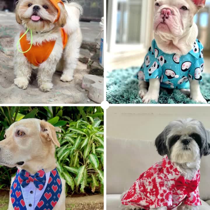 #dogobow #bigbasket #petfashion #quickcommerce #grateful #excitingtimes ... #dogobow #bigbasket #petfashion #quickcommerce #grateful #excitingtimes ...