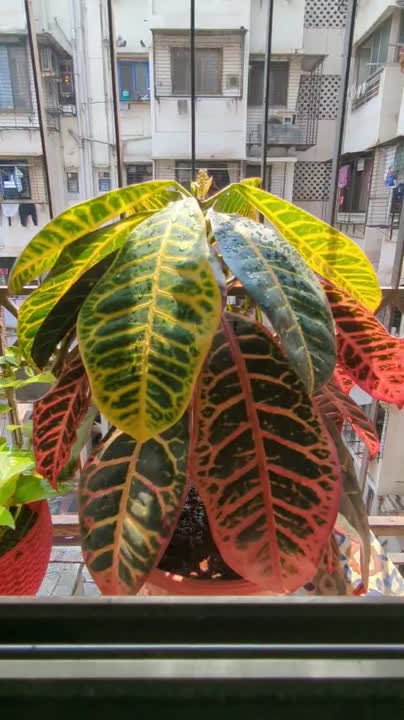 Sharang Gaikwad on LinkedIn: Watch our plant come back to life after 2 ... Sharang Gaikwad on LinkedIn: Watch our plant come back to life after 2 ...