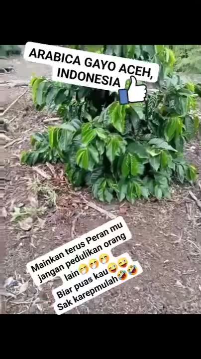 Syamsul Bahri on LinkedIn: plantations in the mountain 1760 at sea level... Syamsul Bahri on LinkedIn: plantations in the mountain 1760 at sea level...