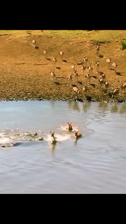 Suraj Kumar Mehta on LinkedIn: #ranthambare #wildlife #india #rojasthan Suraj Kumar Mehta on LinkedIn: #ranthambare #wildlife #india #rojasthan
