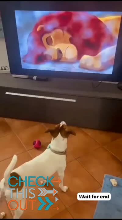 Whenever someone asks you, why you love dogs?... Just show them this ... Whenever someone asks you, why you love dogs?... Just show them this ...