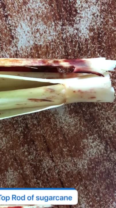 Shahid Mehmood Khan on LinkedIn: #toprod #sugarcane #disease Shahid Mehmood Khan on LinkedIn: #toprod #sugarcane #disease