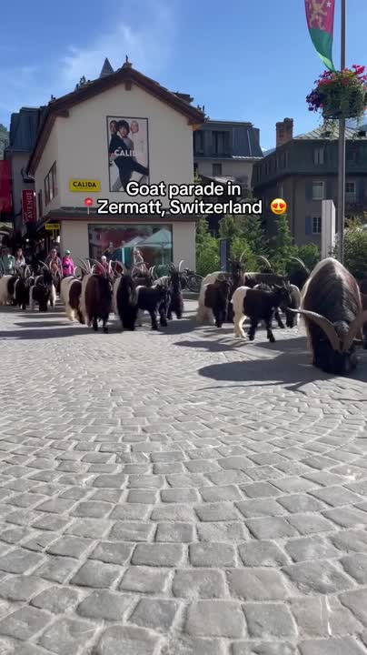 CaynersoN Tours & Travel on LinkedIn: #goats #animallover # ... CaynersoN Tours & Travel on LinkedIn: #goats #animallover # ...