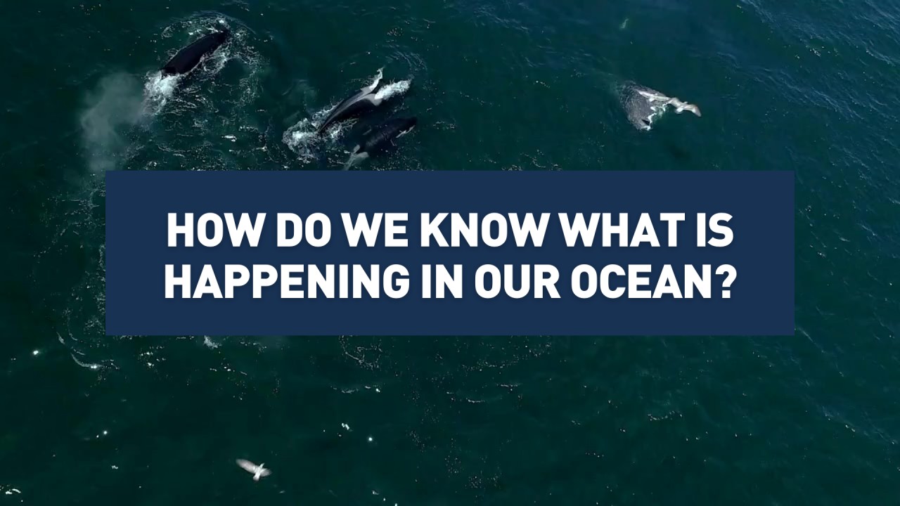Global Ocean Observing System (GOOS) on LinkedIn: Ocean Observing ... Global Ocean Observing System (GOOS) on LinkedIn: Ocean Observing ...