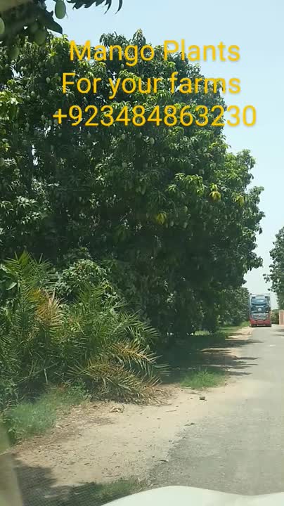 Muhammad Anwar, CMILT on LinkedIn: #export #mangoes #nursery #pakistan Muhammad Anwar, CMILT on LinkedIn: #export #mangoes #nursery #pakistan