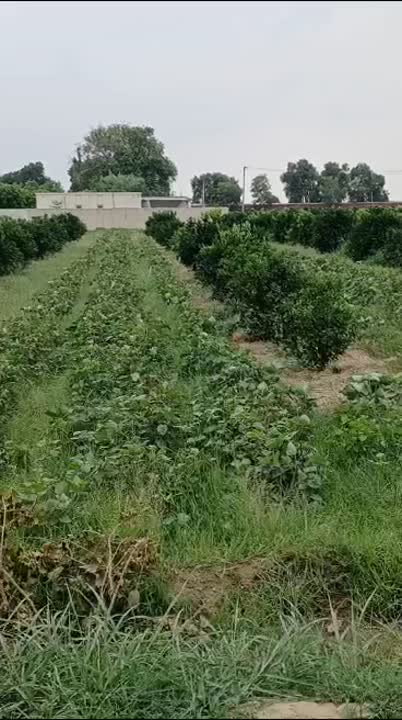 Asif Sharif on LinkedIn: An Indian farmer share his success story on ... Asif Sharif on LinkedIn: An Indian farmer share his success story on ...