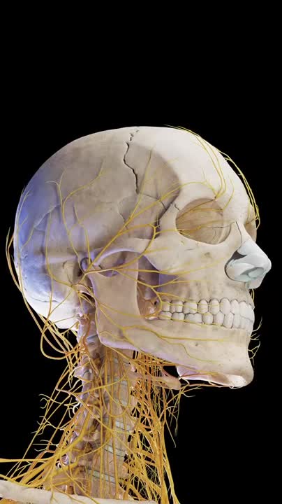 Daniel Gasser's interpretation of human brain and its limitations | CA ... Daniel Gasser's interpretation of human brain and its limitations | CA ...