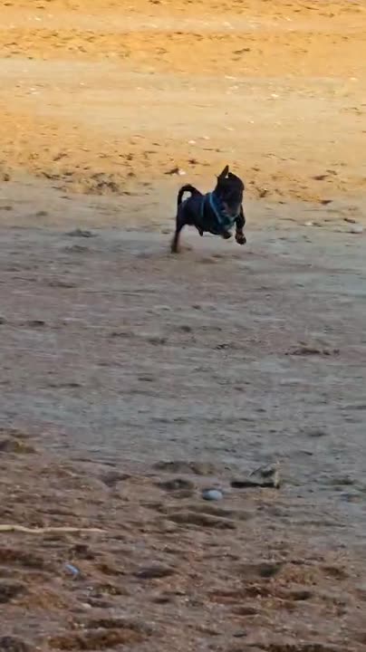 💡 Mirren Fischer on LinkedIn: Why does my dog get so giddy when he ... 💡 Mirren Fischer on LinkedIn: Why does my dog get so giddy when he ...
