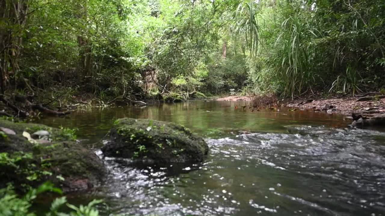 Yashvardhan Singh Sengar on LinkedIn: #nature #agumbe #snakes #frogs # ... Yashvardhan Singh Sengar on LinkedIn: #nature #agumbe #snakes #frogs # ...