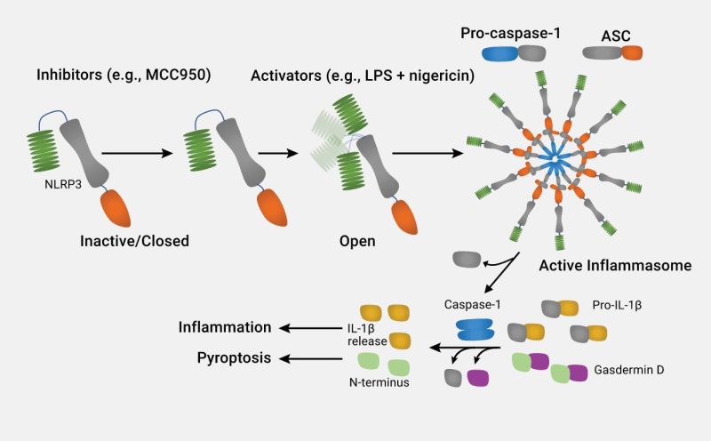 Promega UK on LinkedIn: #labchat #phdchat #inflammasome Promega UK on LinkedIn: #labchat #phdchat #inflammasome