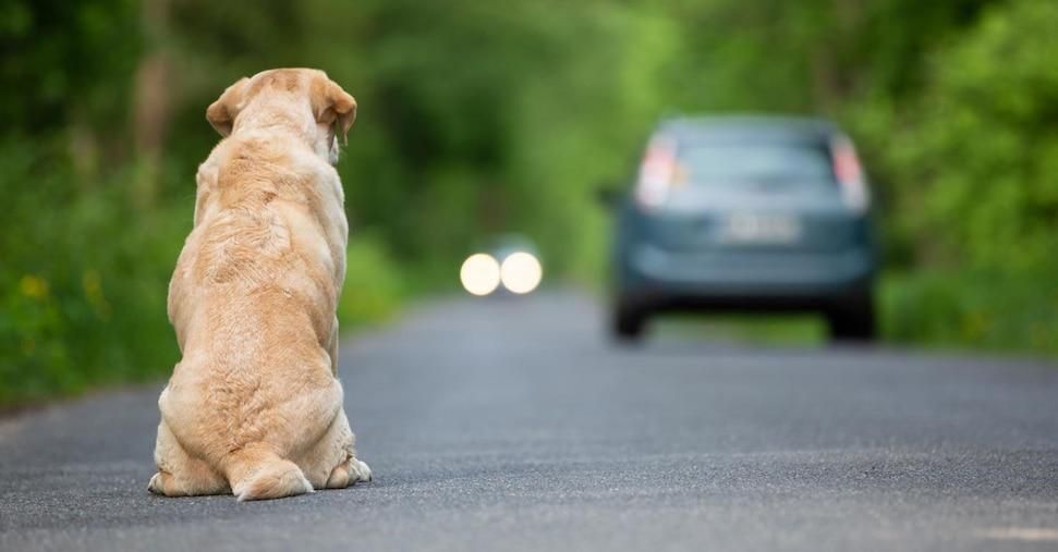 Scatta il ritiro della patente per chi abbandona gli animali | Danila ... Scatta il ritiro della patente per chi abbandona gli animali | Danila ...