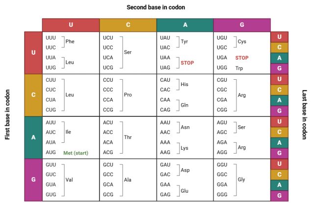Codon Chart and Codon Wheel - Explained | SciRealityPress Codon Chart and Codon Wheel - Explained | SciRealityPress
