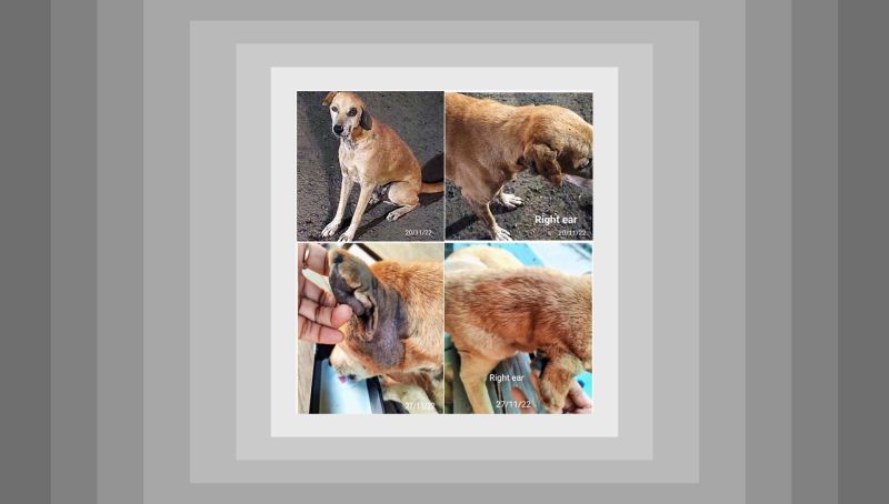 Dr Rani Chavan on LinkedIn: A Case of Large Aural Haematoma in a Dog Dr Rani Chavan on LinkedIn: A Case of Large Aural Haematoma in a Dog