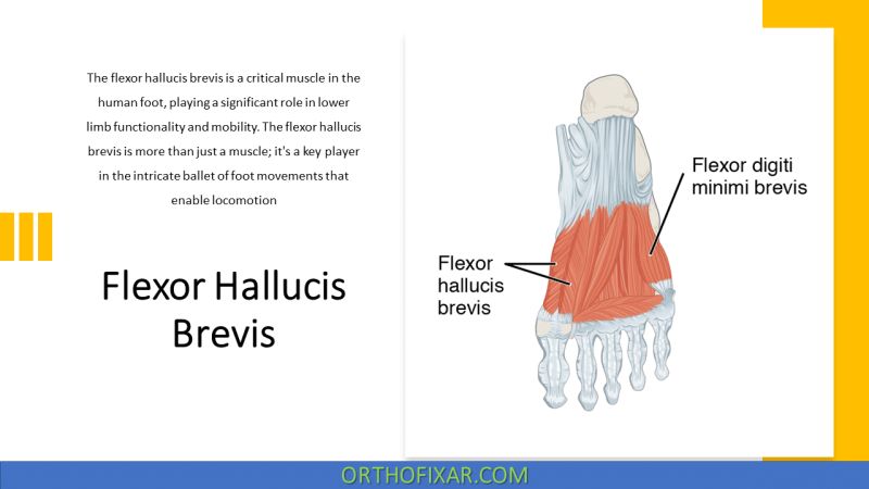 Flexor Hallucis Brevis Muscle Anatomy - #Anatomy#Anatomy The flexor ... Flexor Hallucis Brevis Muscle Anatomy - #Anatomy#Anatomy The flexor ...