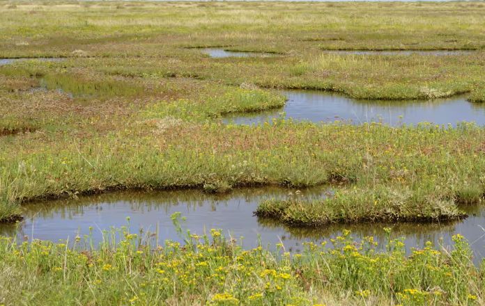 TheCivilEngineer.org on LinkedIn: Harnessing Salt Marshes for Cost ... TheCivilEngineer.org on LinkedIn: Harnessing Salt Marshes for Cost ...